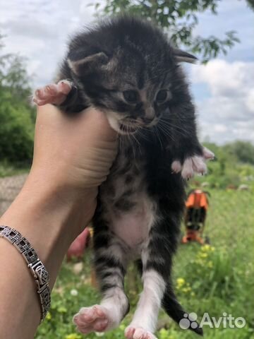 Марсик ищет дом