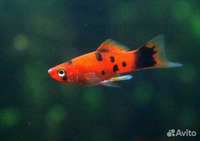 Меченосцы крапчатые тигровые