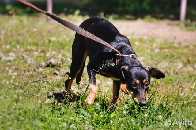 Щенок девочка