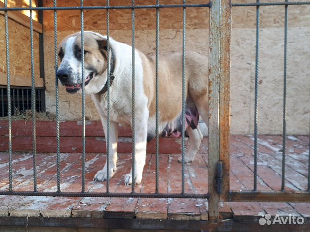 Готовятся к продаже щенки сао