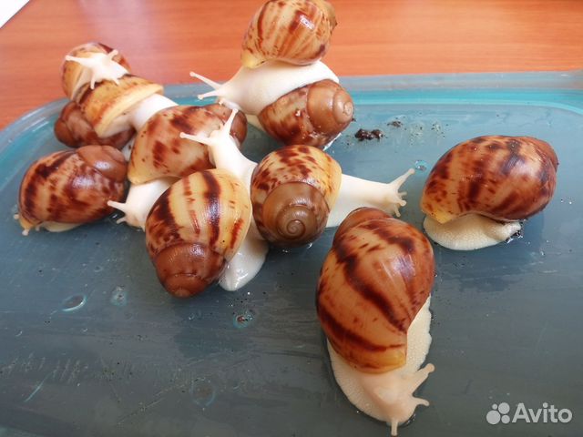 Архахатина маргината