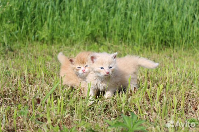 Котенок пушистый рыжий