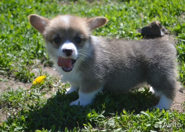 Вельш корги