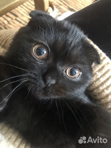 Шотландская вислоухая