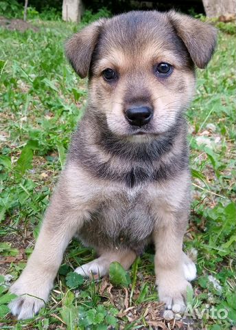 2 месячный Оксфорд ищет дом