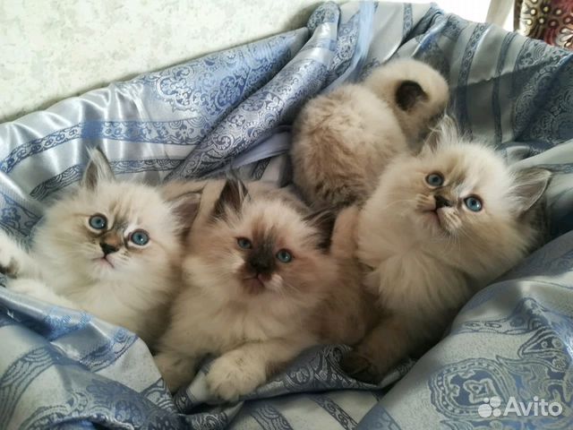Очаравательные невские маскарадные котята