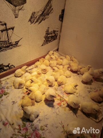 Цыплята бройлера