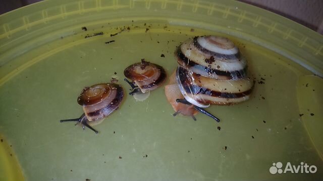 Улитки суббулины, караколусы, архахатины, лимиколя