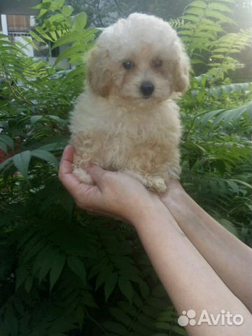 Девочка - тоечка, абрикосик