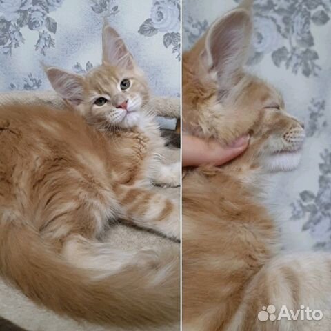 Крупный котик Мейн-кун, супер профиль Breed/Show
