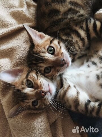 Бенгальские котики
