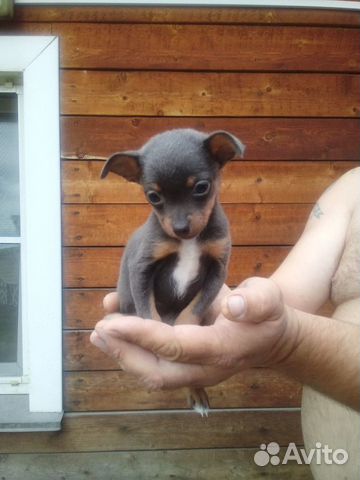 Щенок той мини