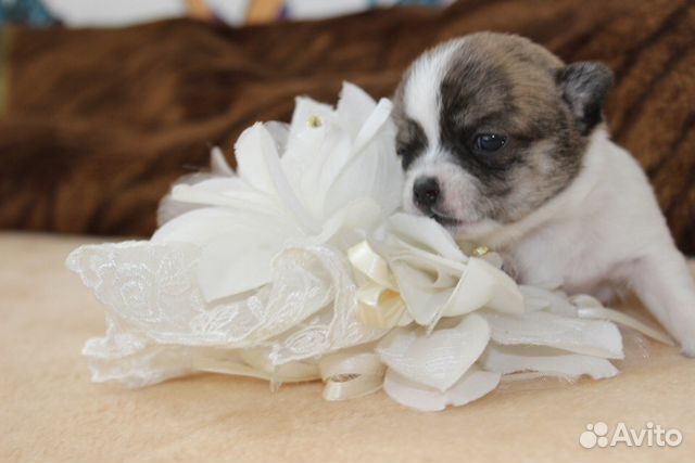 Милые чихуахуа