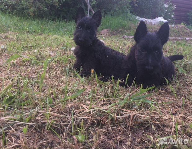 Щенки скотч-терьера черные