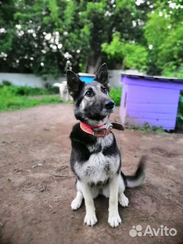 Крупная Тесла