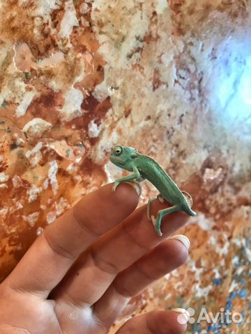 Продаются малыши йеменского хамелеона
