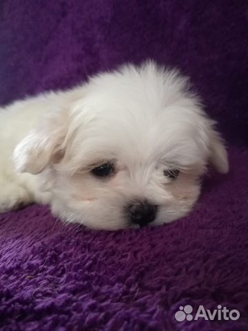 Девочка мальтезе