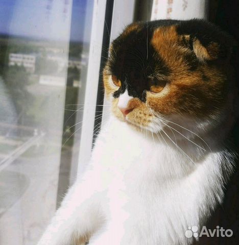 Шотландская вислоухая кошка