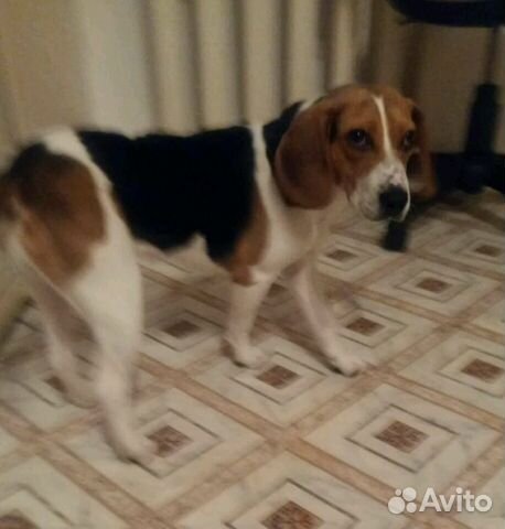 Продаю собаку Бигль