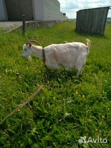 Козы, козочки, козлята, овцы