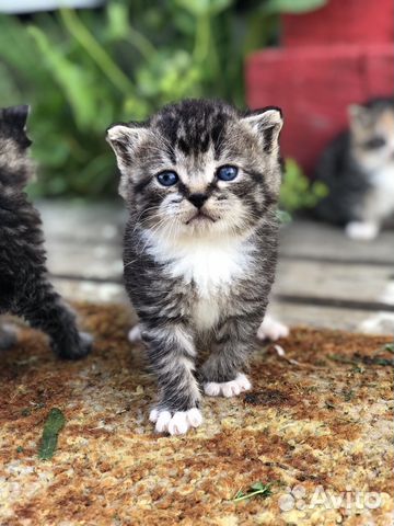 Отдаются котята в добрые руки