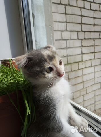 Отдам в добрые руки