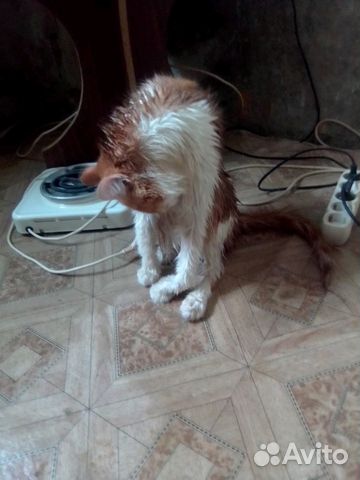 Кот по имени Соня, отдам в добрые руки