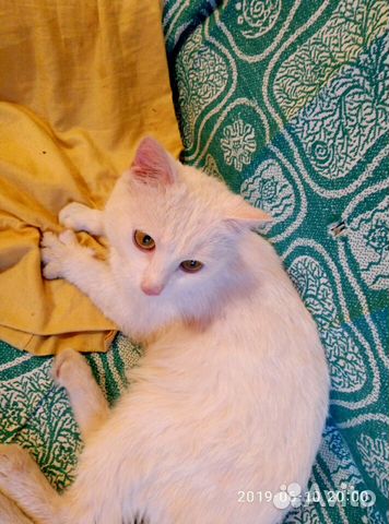 Котик в добрые ручки