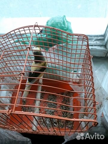 Канарейка самка