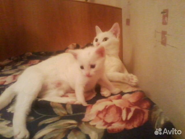 Кошечки возраст 2.5 месяца