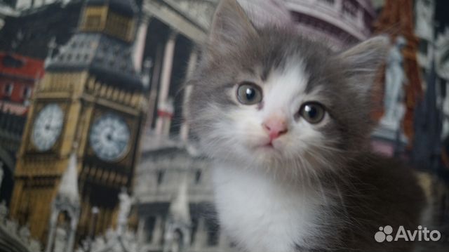 Отдам кошечку