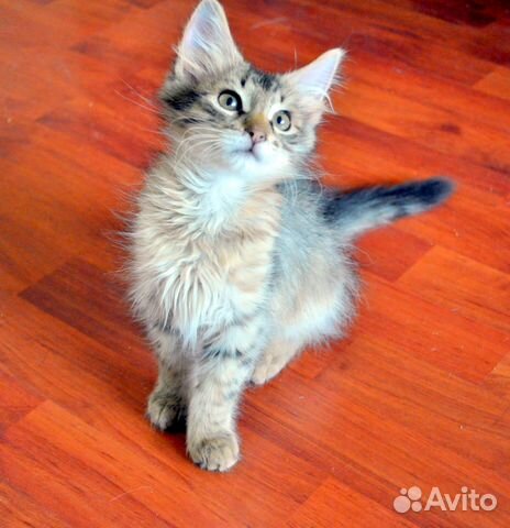 Симпатичный полосатый котёнок в дар