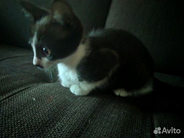 Ласковый котёнок в добрые руки