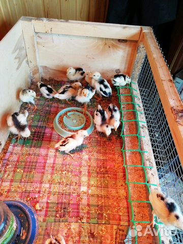 Цыплята леггорн-долматинец