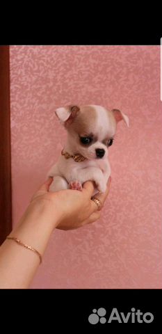 Девочка чихуахуа с Документами РКФ