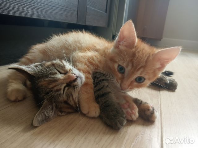 Отдадим самых лучших котят в хорошие руки