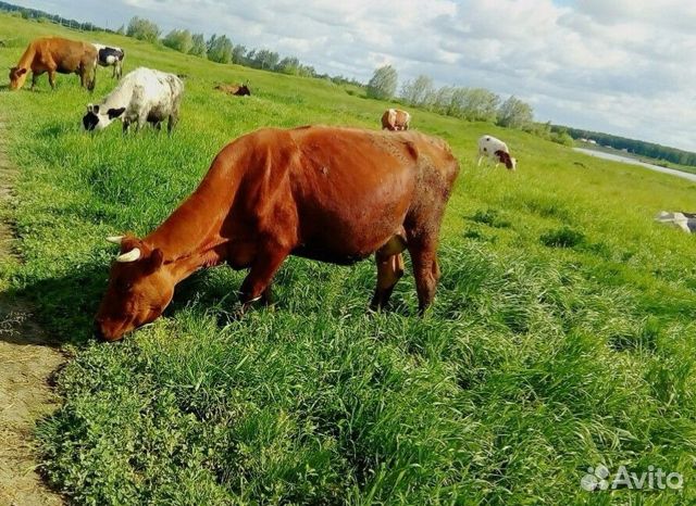 Продам 2 коров