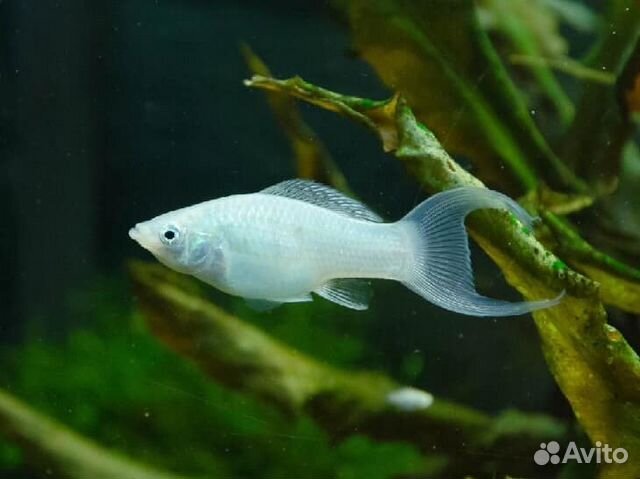 Моллинезии, пецилии