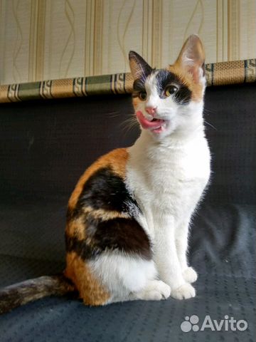 Кошечка Капа, 1 год