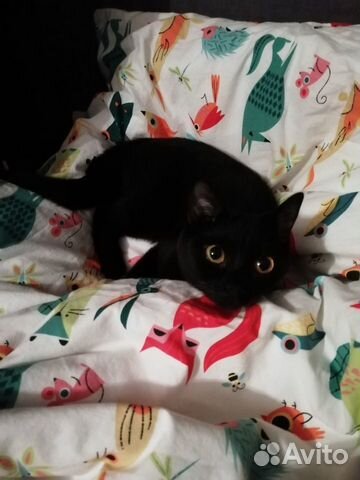 Кошка Бэлла