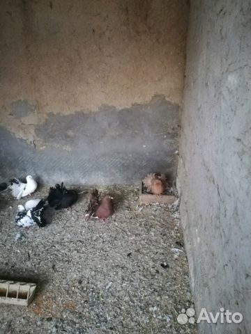 Продаются голуби разных пород