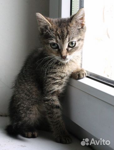 Необычный котёнок в добрые руки