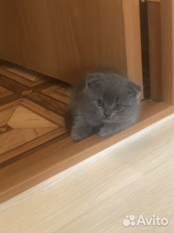 Продаются Британчики