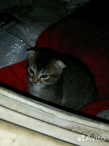 Котёнок веслоухий