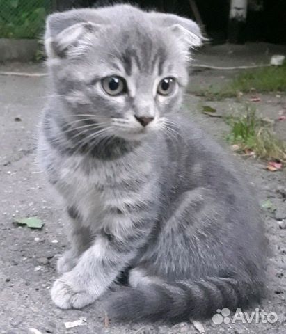 Кошечка от шотландской вислоухой кошки