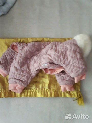 Той-терьера или на маленькую собачку