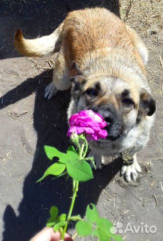 Добродушная пампушка Булка