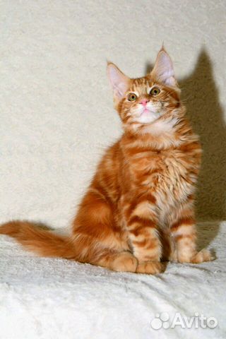 Мейн кун котенок