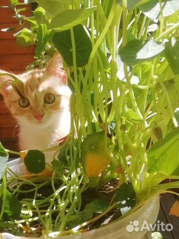 Котенок