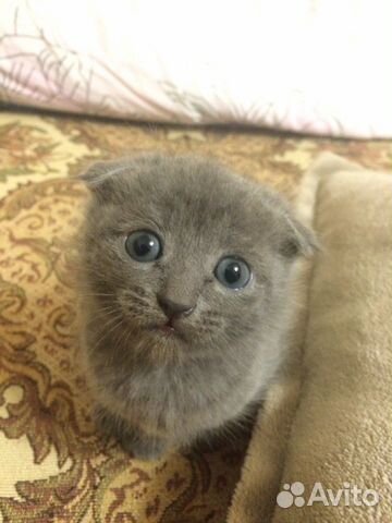 Котёнок вислоухий